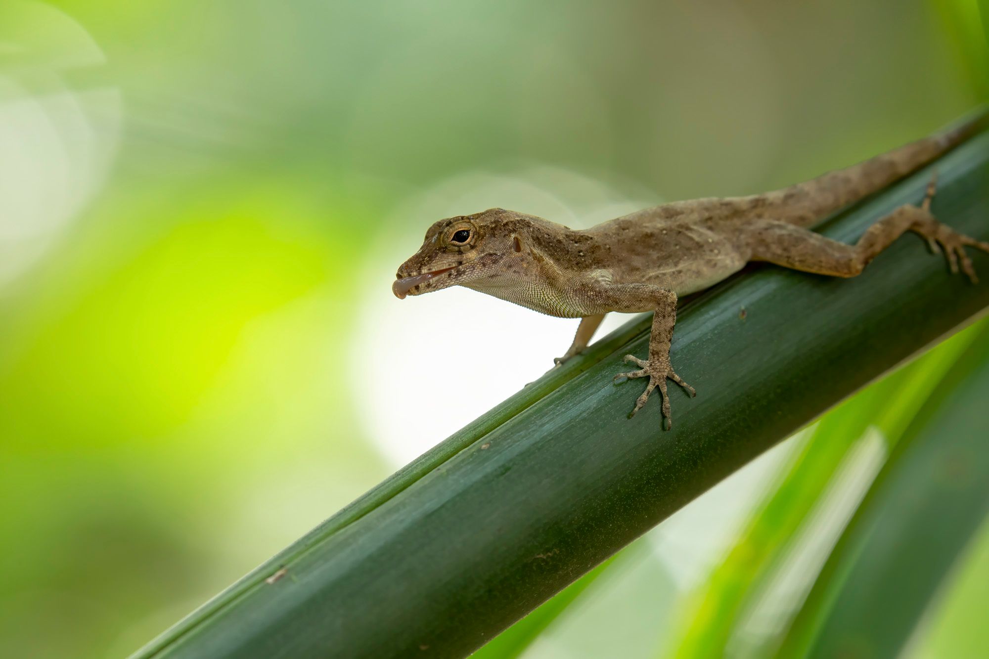 When Two Lizards Meet for the First Time, Scientists Witness Evolution in Action | Research